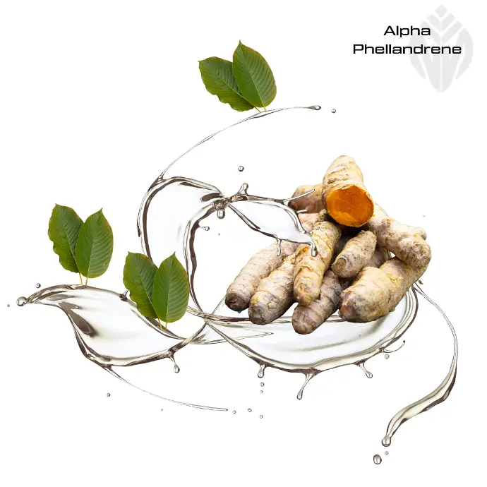 Alpha Phellandrene, nat. ex Turmeric Oil | nako naturals